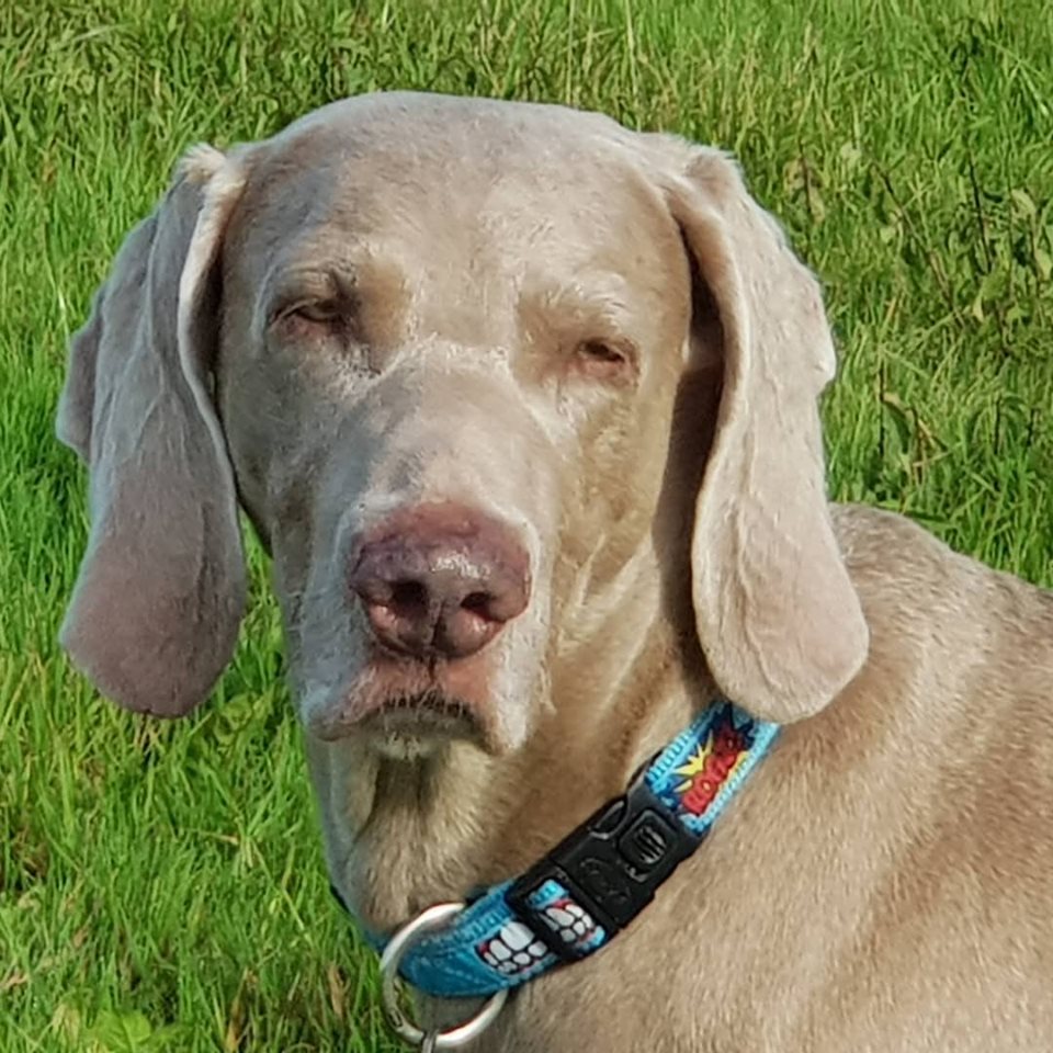 reuben head shot | Professional dog training | Nutley Dog Training ...